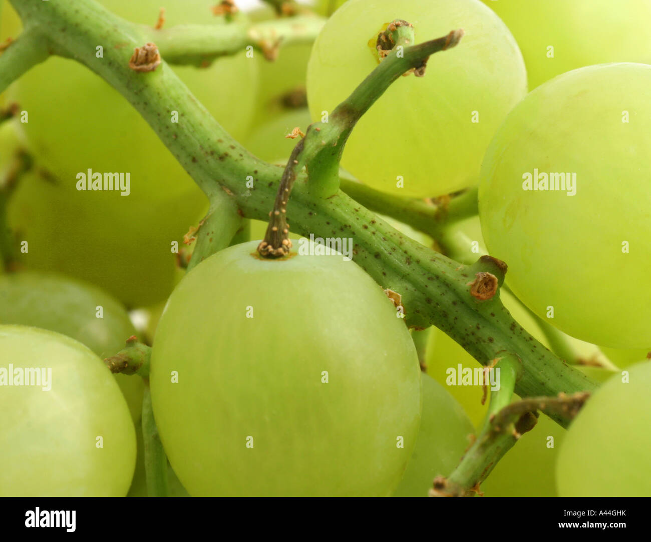 Green grapes closeup Stock Photo - Alamy