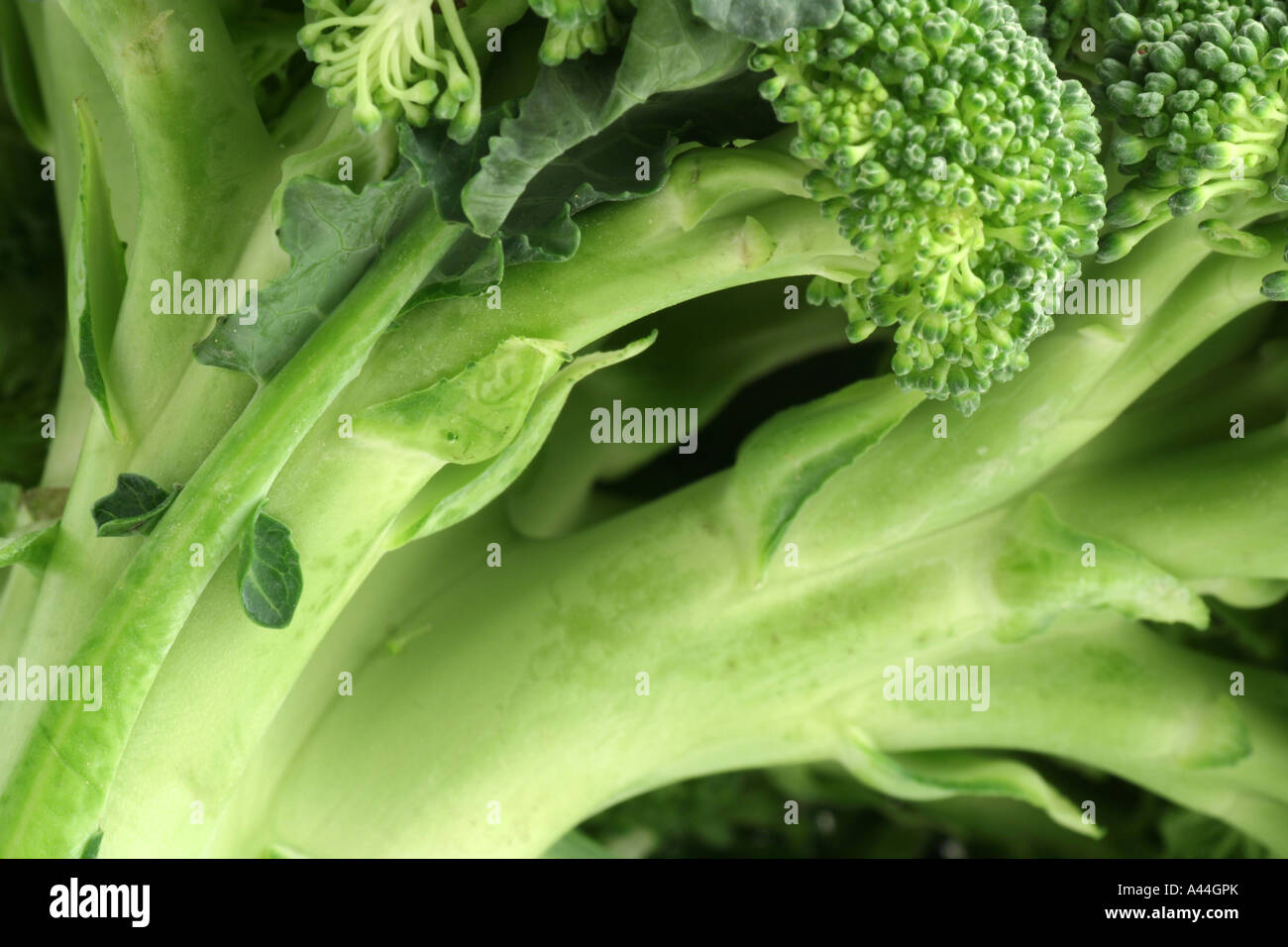 Broccoli (brassica oleracea Stock Photo - Alamy