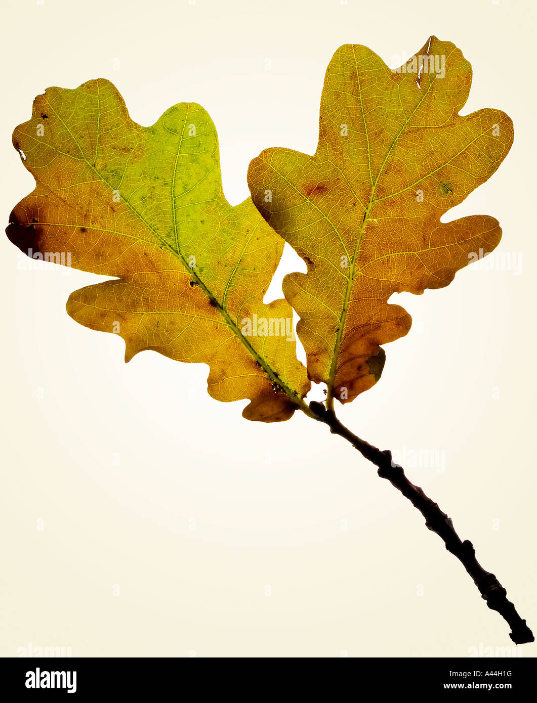 Autumn Oak Leaves Stock Photo - Alamy Autumn Oak Leaves Stock Photo - Alamy