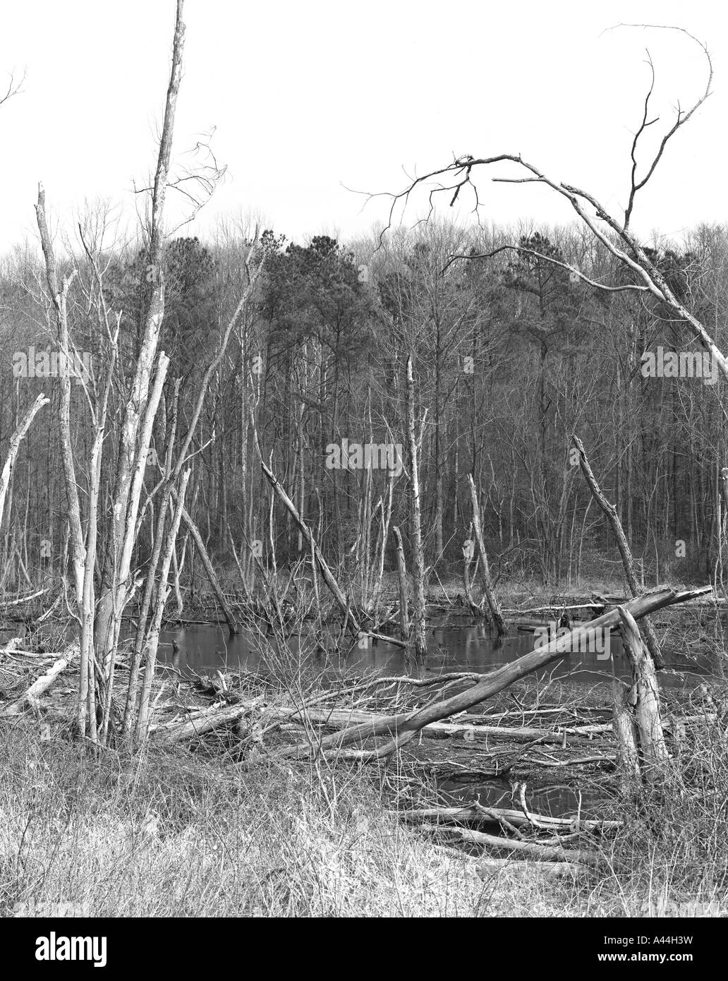 Flood plain or swamp area in forest Stock Photo - Alamy