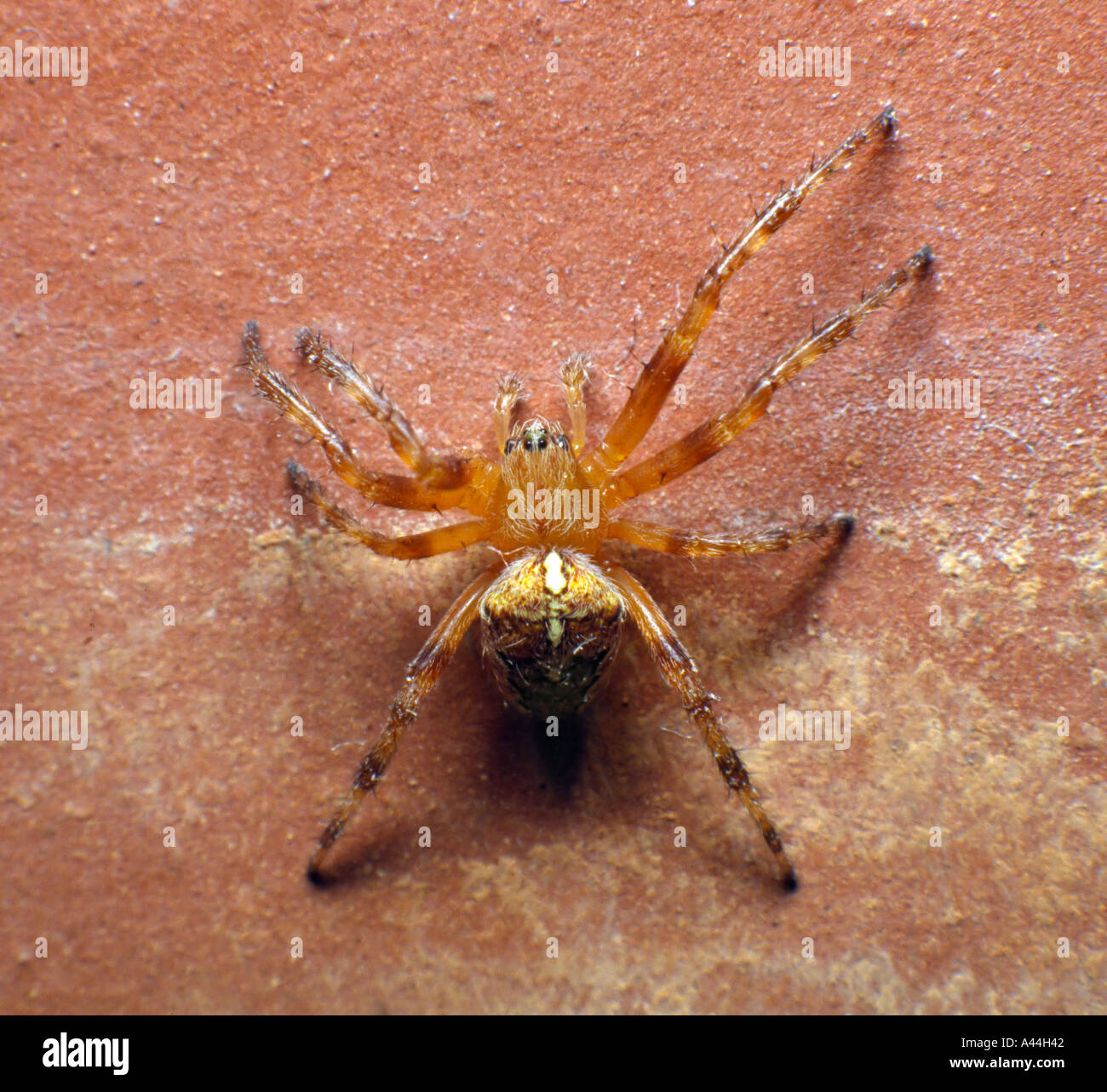 Spider cross hi-res stock photography and images - Alamy