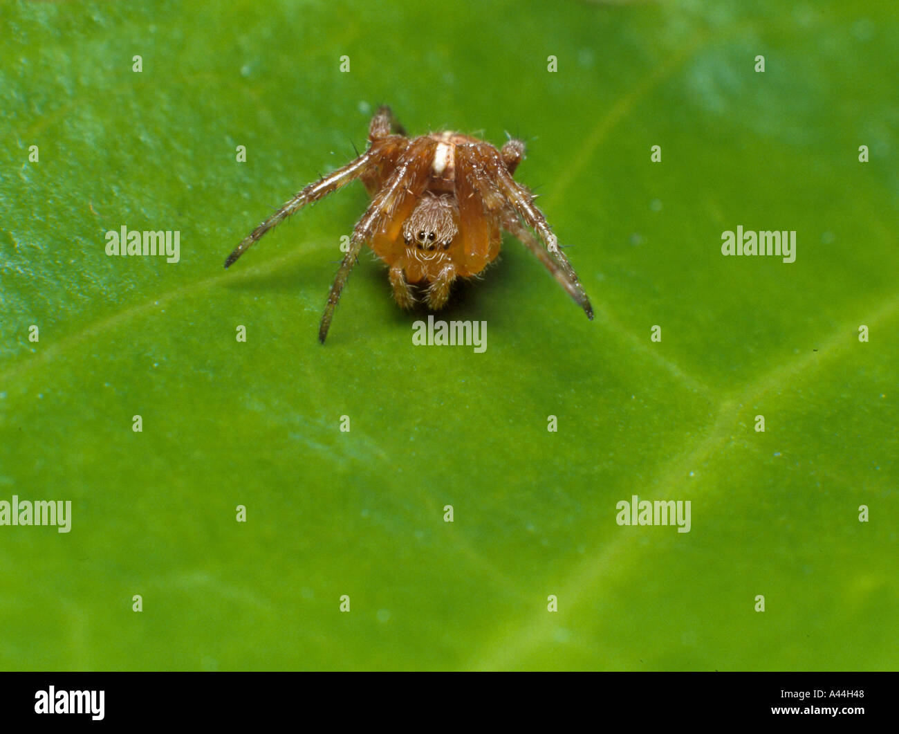 Garden cross spider araneus diadematus hi-res stock photography and ...