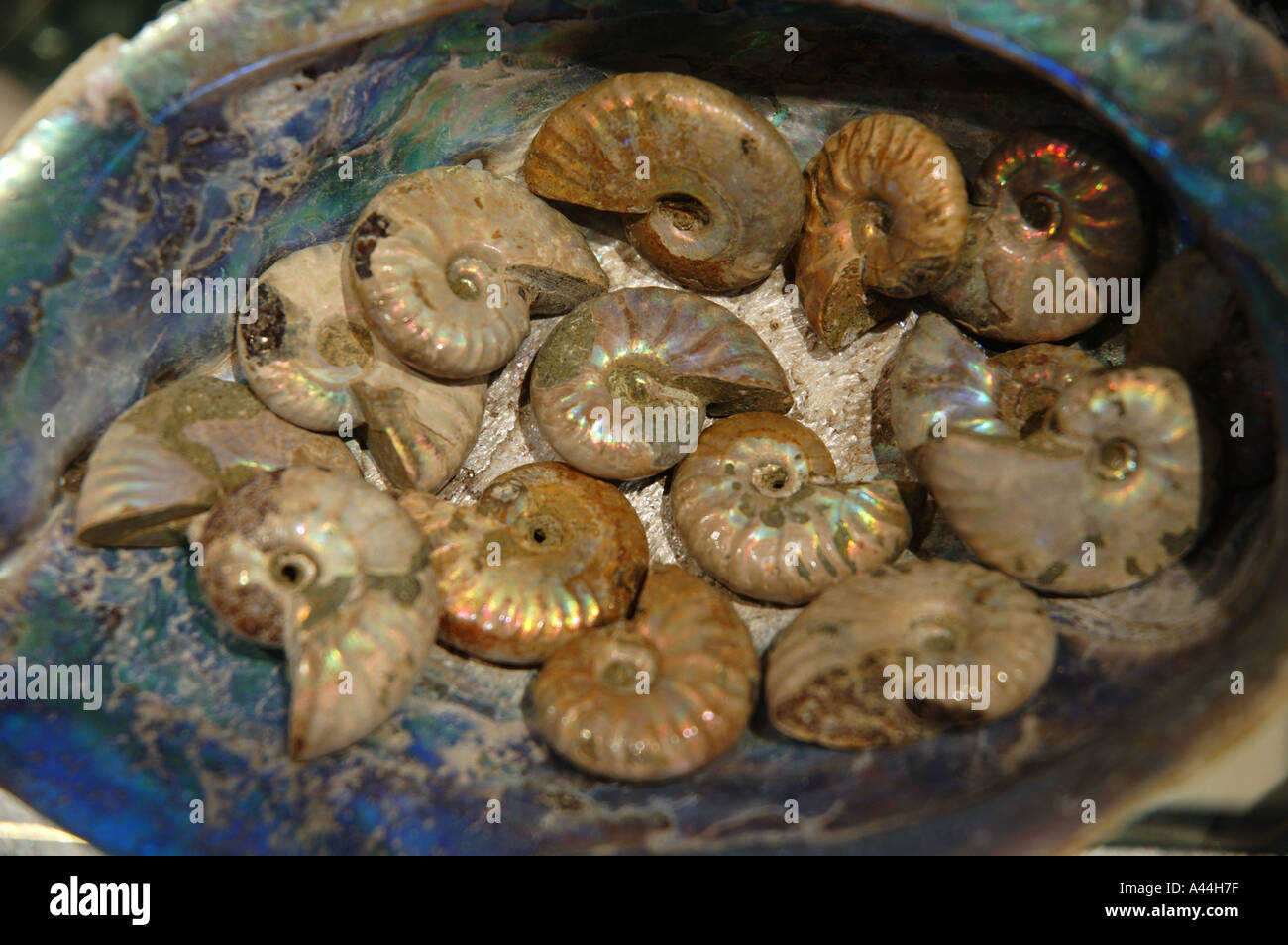 Opalized Ammonites from Queensland Australia in Abalone shell dsca 2065 ...