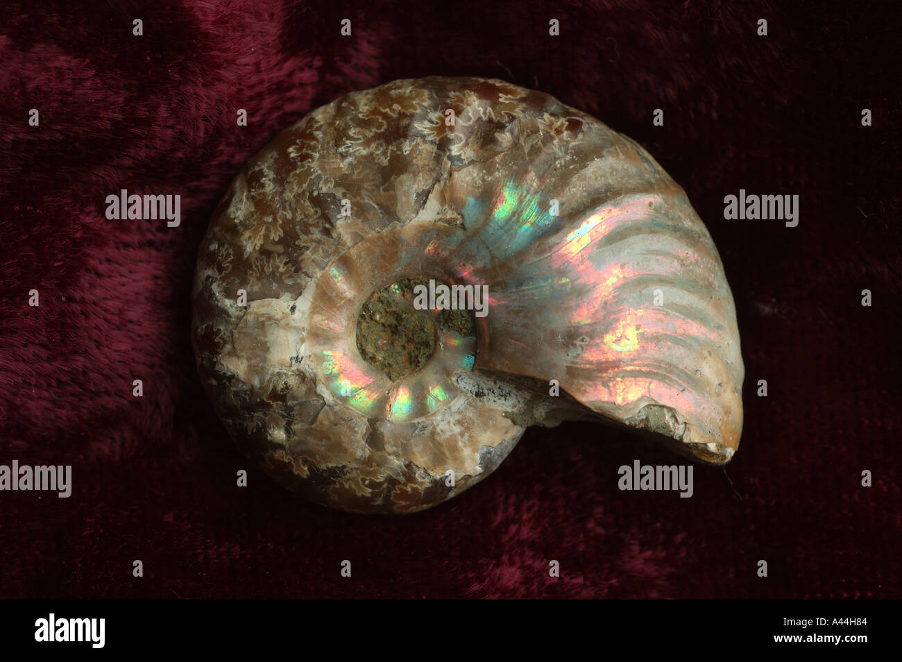 Opalized Ammonites from Queensland Australia dsca 2026 Stock Photo - Alamy
