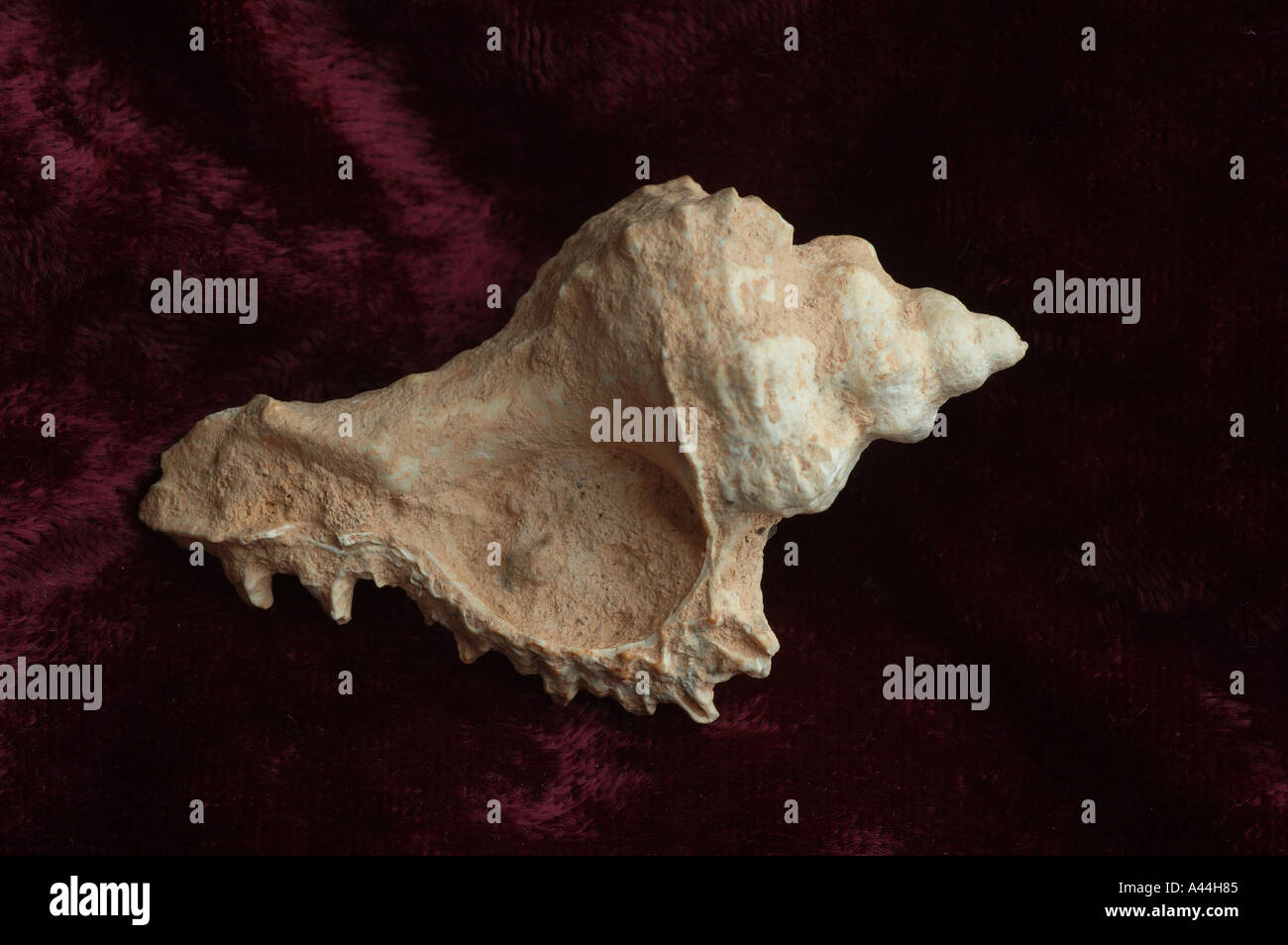 Small marine shell fossils ancient hi-res stock photography and images ...