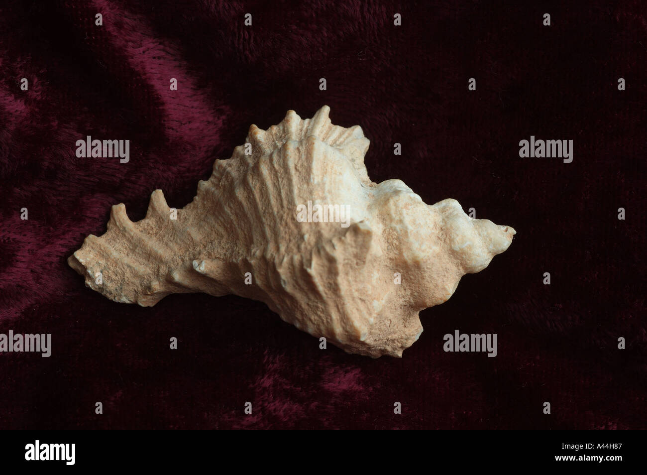 Fossilized marine invertebrate animals hi-res stock photography and ...
