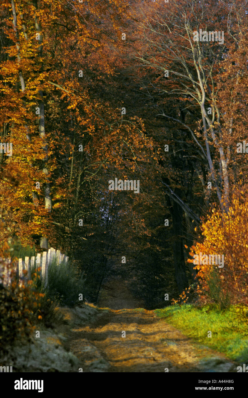 COMPIEGNE FOREST - PICARDY - FRANCE Stock Photo - Alamy