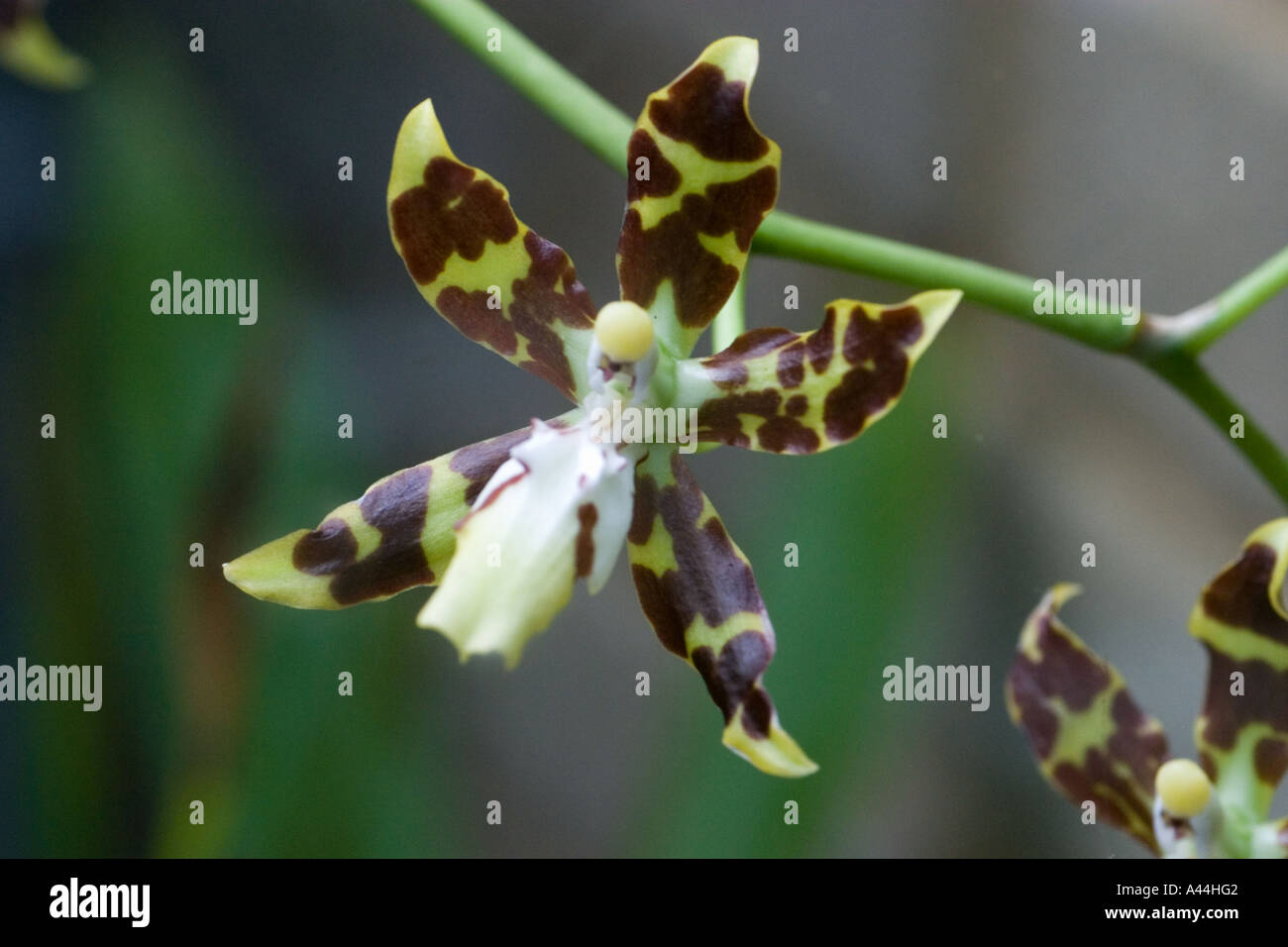 Oncidium Orchid maculatum Stock Photo - Alamy