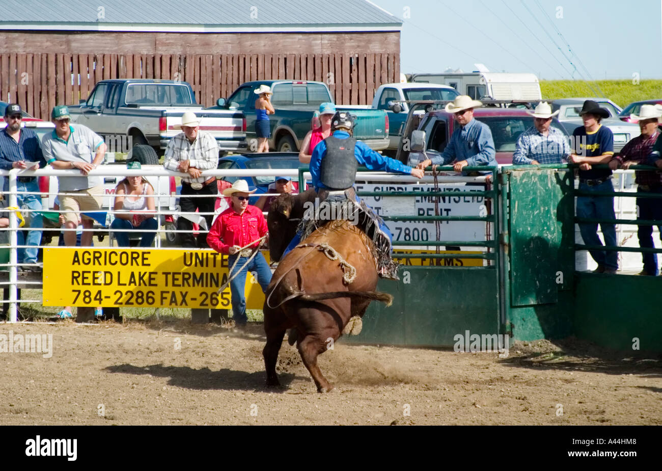 Bull Riding at the Herbert Rodeo Saskatchewan Canada Stock Photo - Alamy