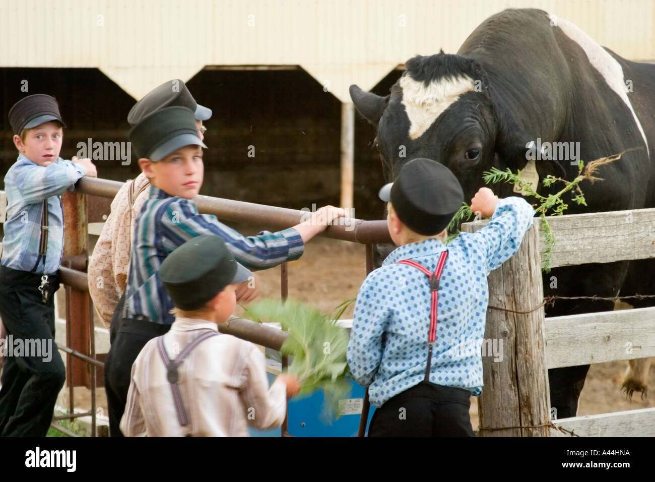 Hutterite school boys showing off a cow Stock Photo - Alamy