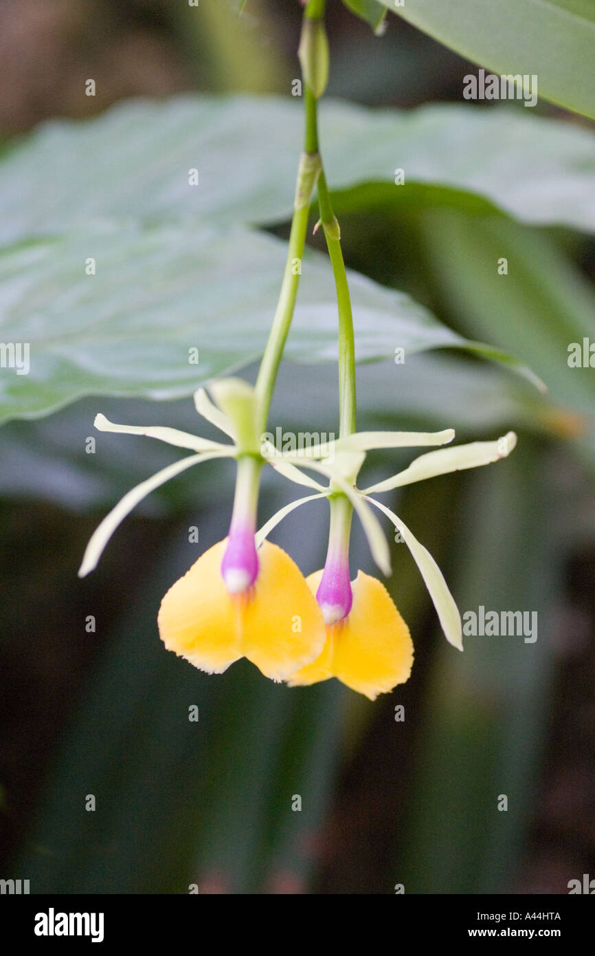 Rene marques hi-res stock photography and images - Alamy