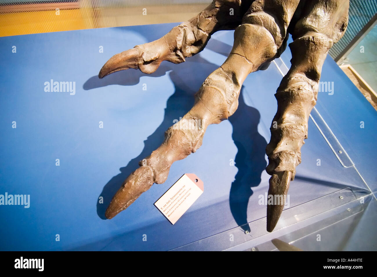 Saskatchewan t rex hi-res stock photography and images - Alamy