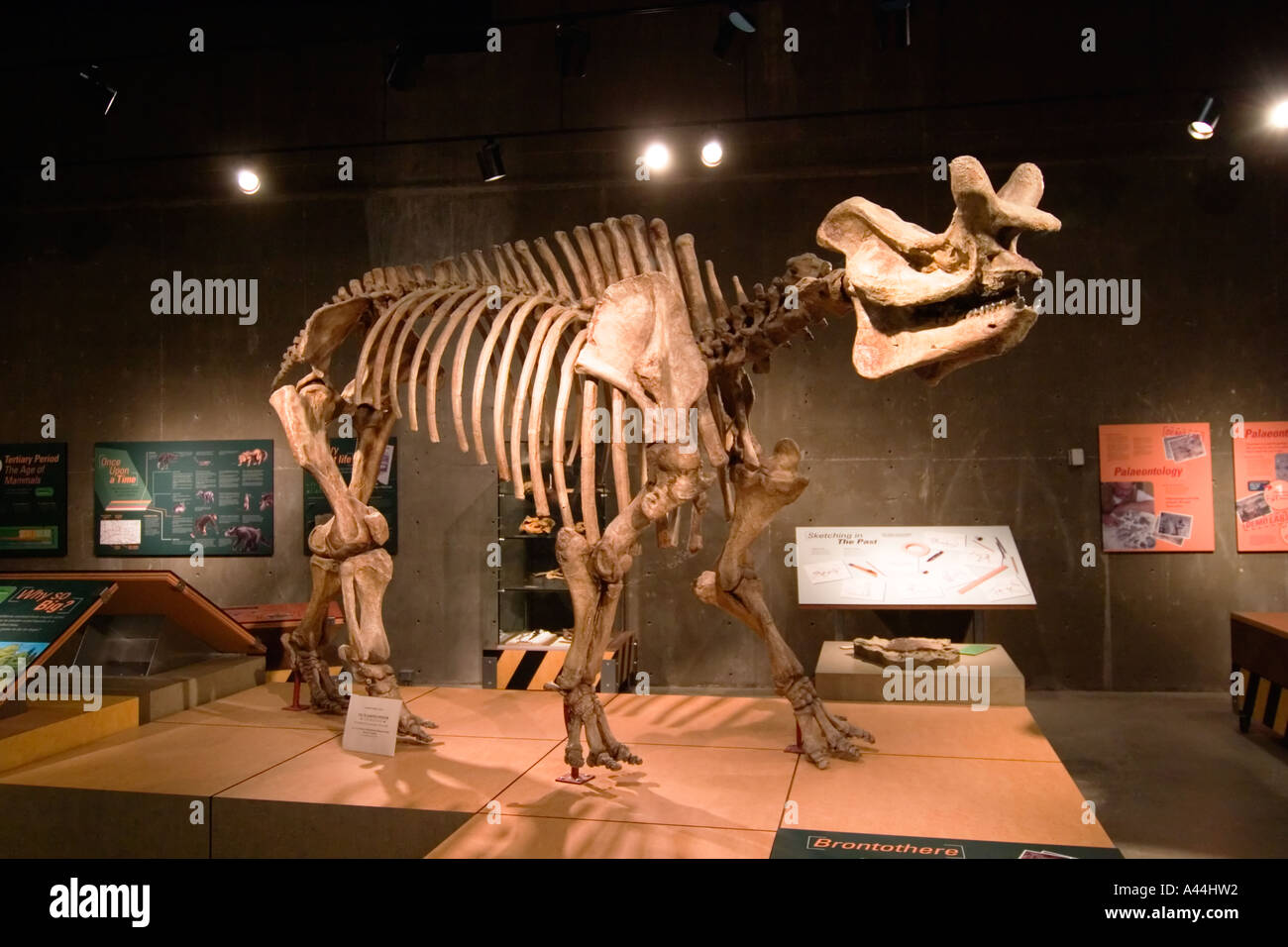 Skeleton at the T Rex Discovery center in Eastend Saskatchewan Canada ...