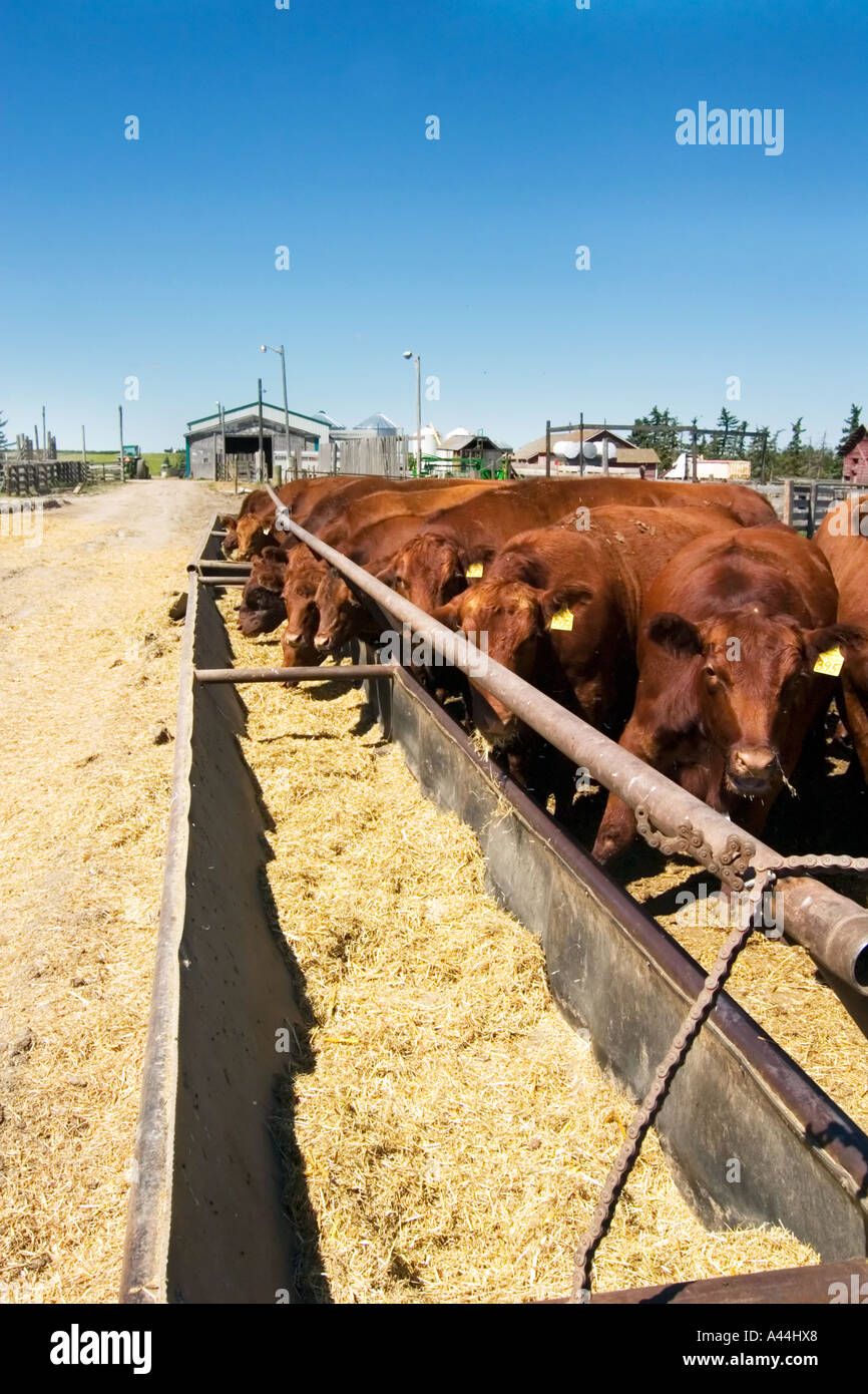 Feed bunk hi-res stock photography and images - Alamy