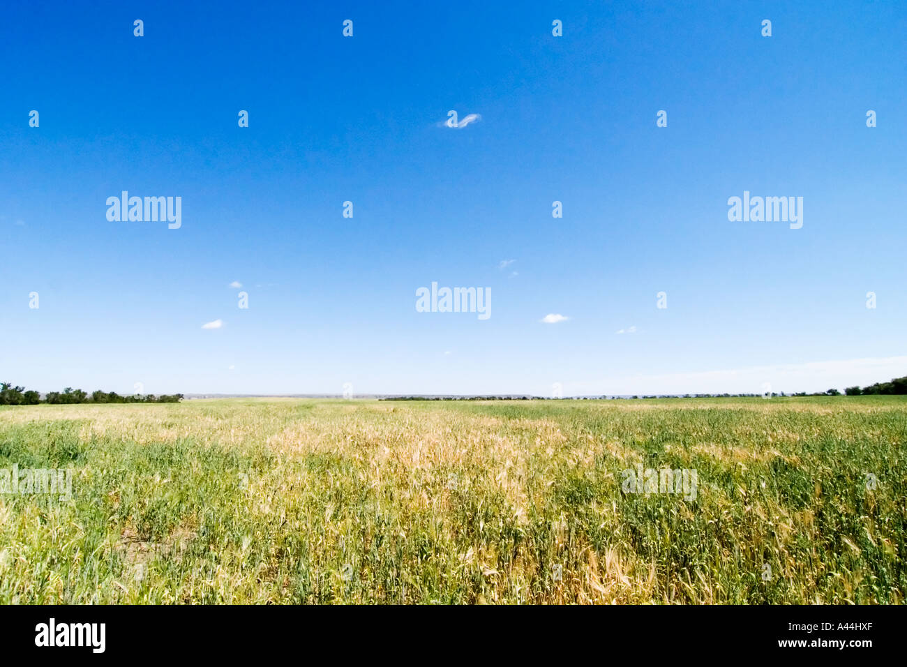 A wheat field on the Saskatchewan Prairie Stock Photo - Alamy