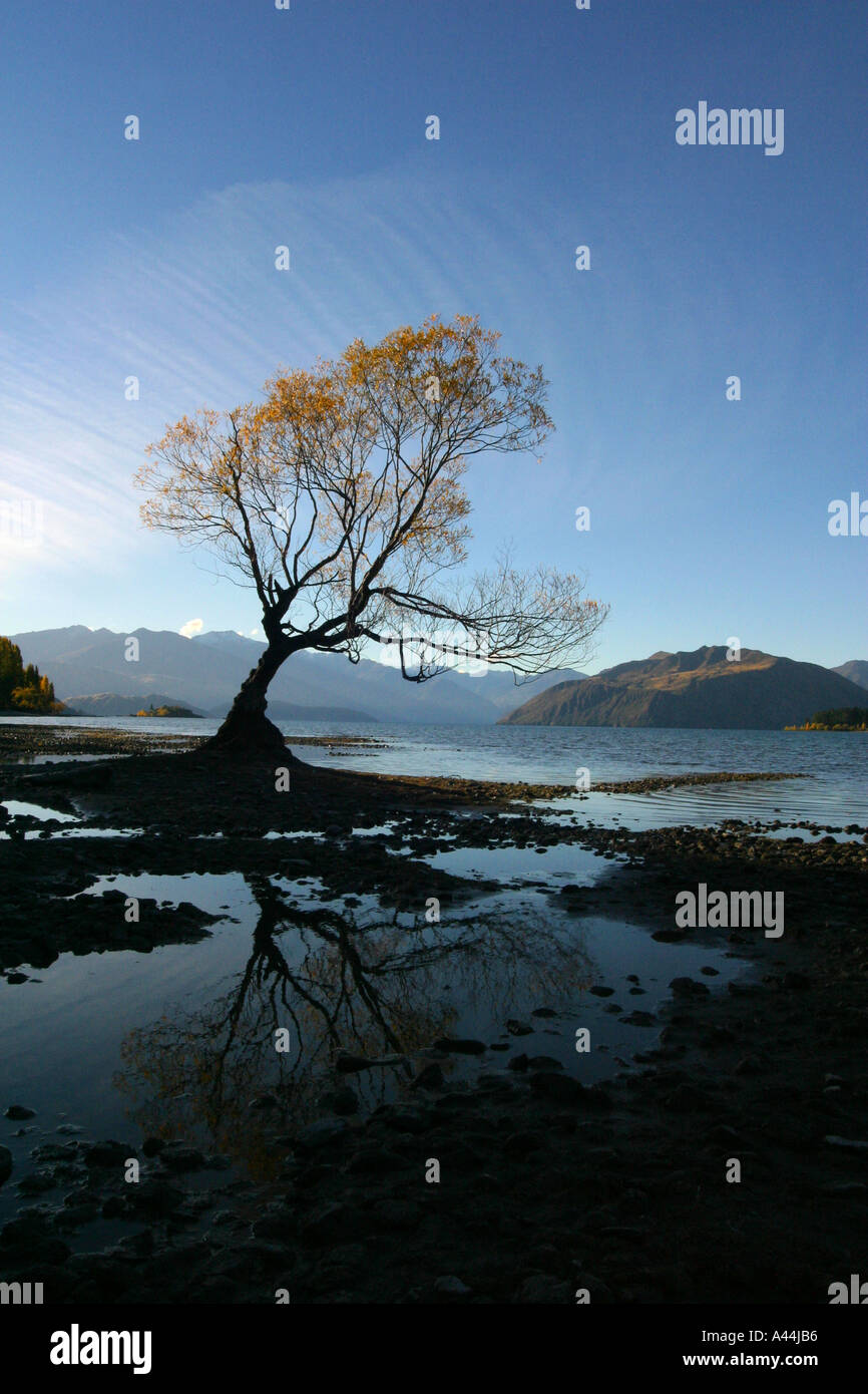 Willow tree on Lake Wanaka New Zealand South Island Stock Photo - Alamy