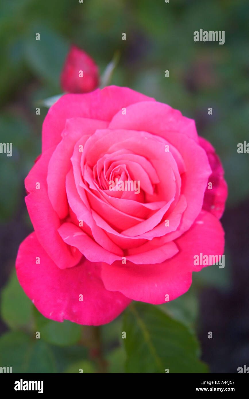Strong rose hi-res stock photography and images - Alamy