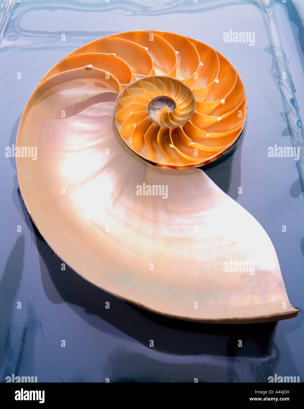 Nautilus shell on watery background Stock Photo - Alamy