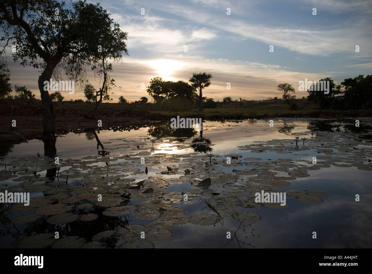 Lily pond in Sanga village at dawn, Dogon Country, Mali, West Africa ...