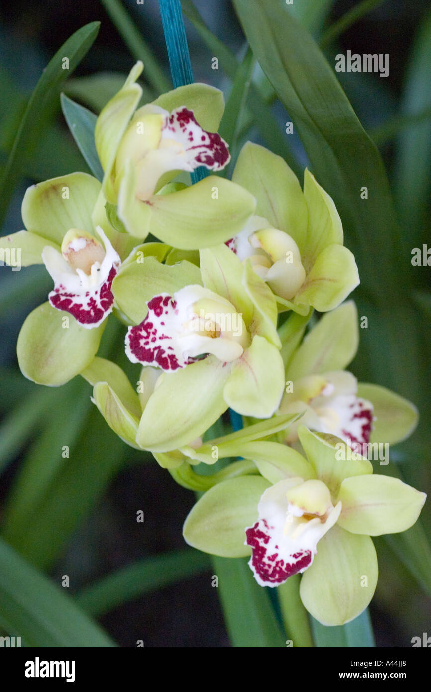 Orchid Cymbidium Everglades Gold/Green Breeze Liza Stock Photo - Alamy