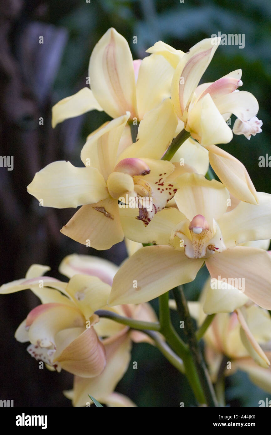 Orchid Cymbidium Viola/saskia Stock Photo - Alamy