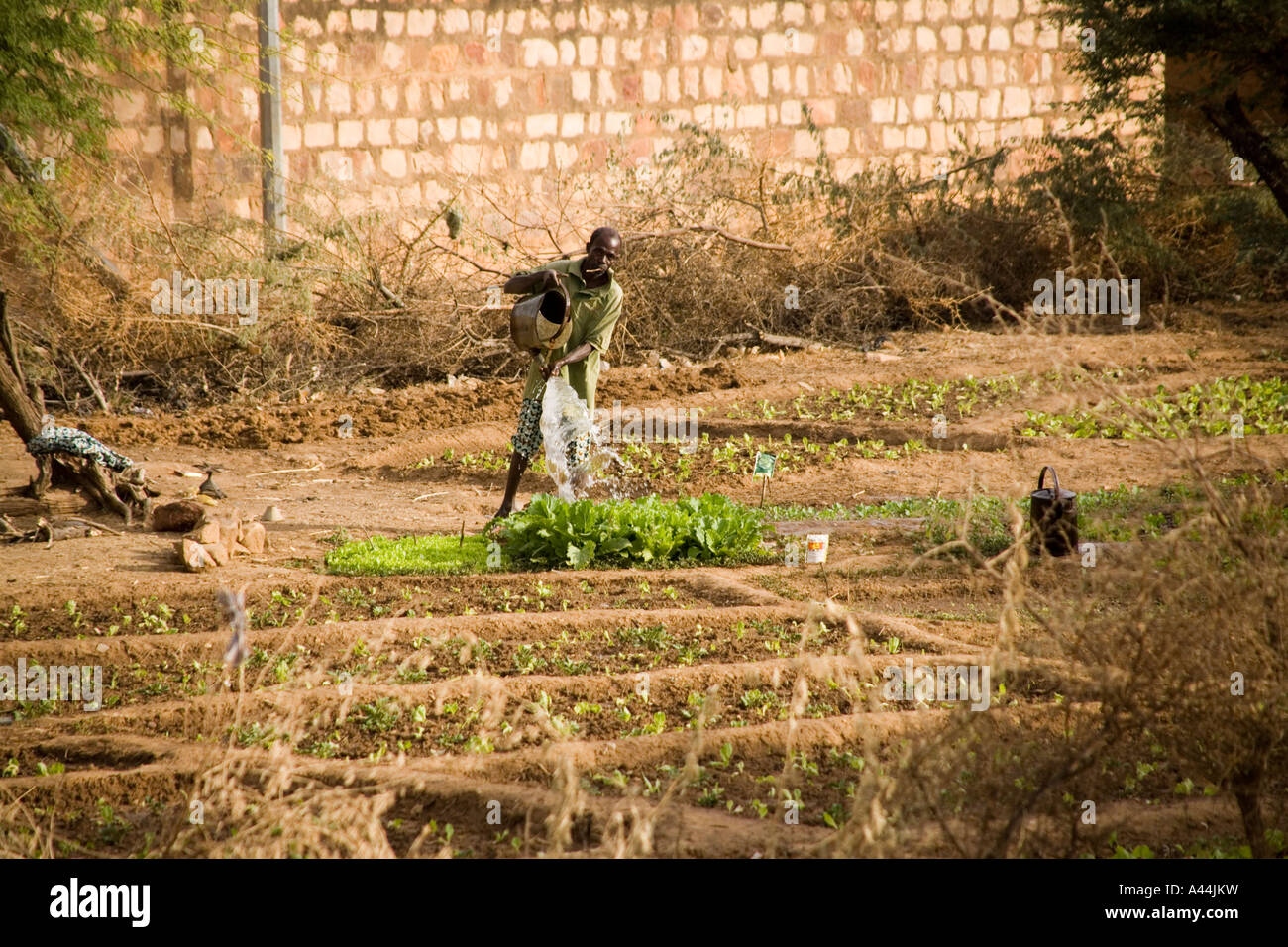 Man farming in Bandiagara, Dogon Country, Mali, West Africa Stock Photo ...