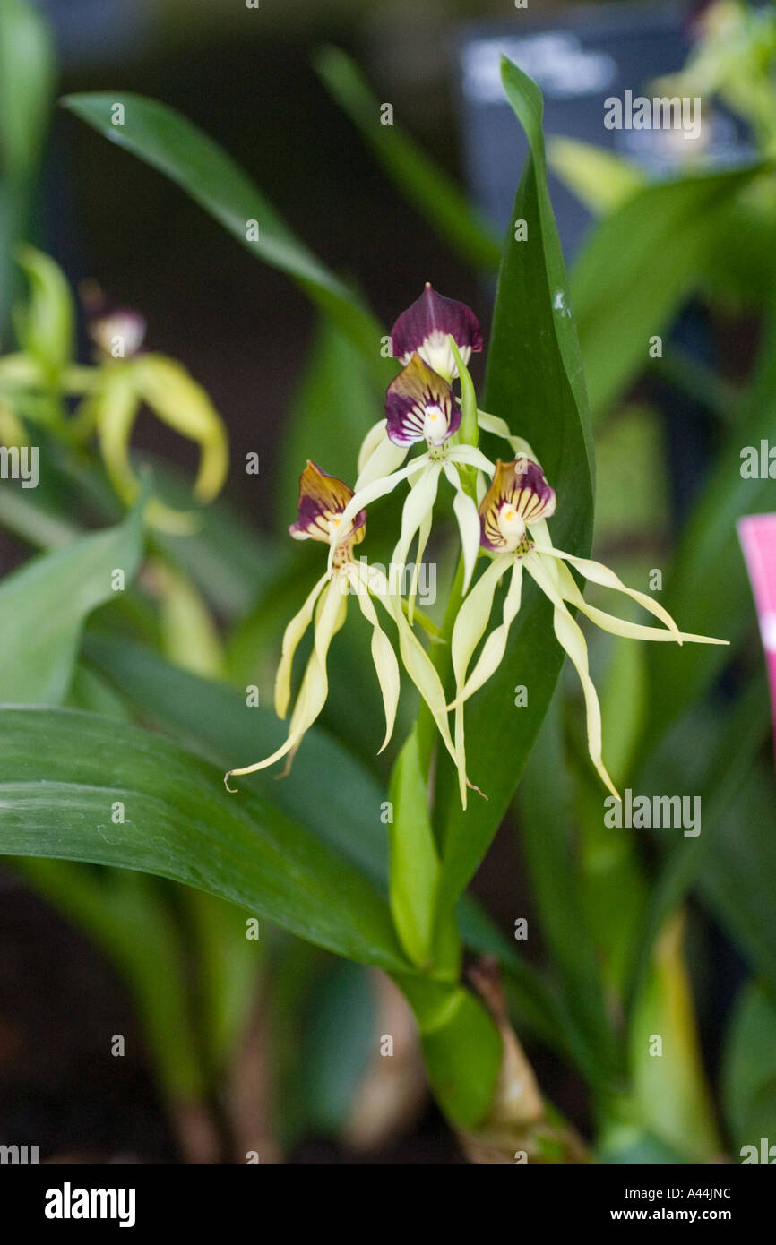 Orchid Encyclia Cochleata "Octopussy Stock Photo - Alamy