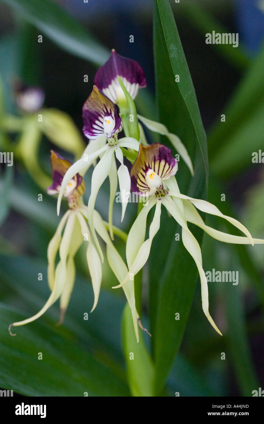 Orchid Encyclia Cochleata "Octopussy Stock Photo - Alamy