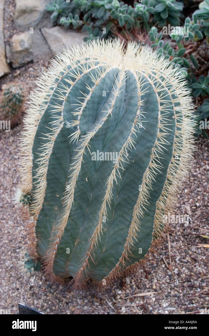 Cactus in Princess of Wales Conservatory in the Royal Botanical Gardens ...