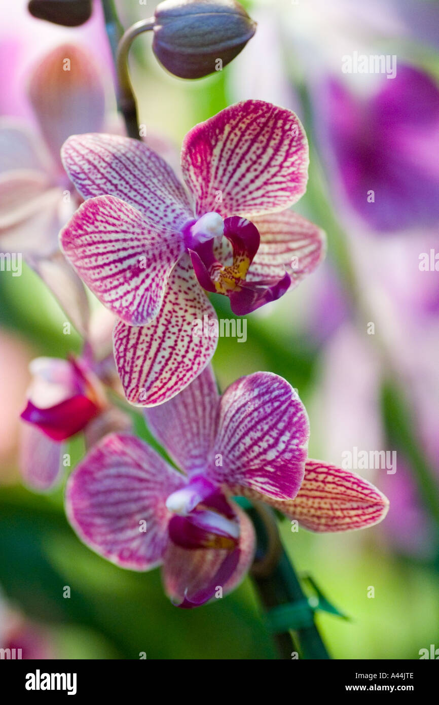 Phalaenopsis princess hi-res stock photography and images - Alamy