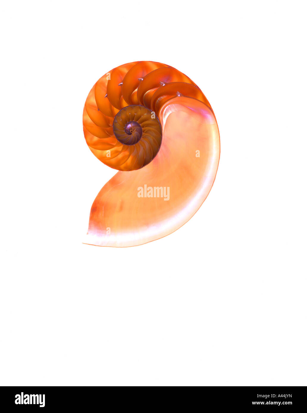Chambered nautilus interior hi-res stock photography and images - Alamy