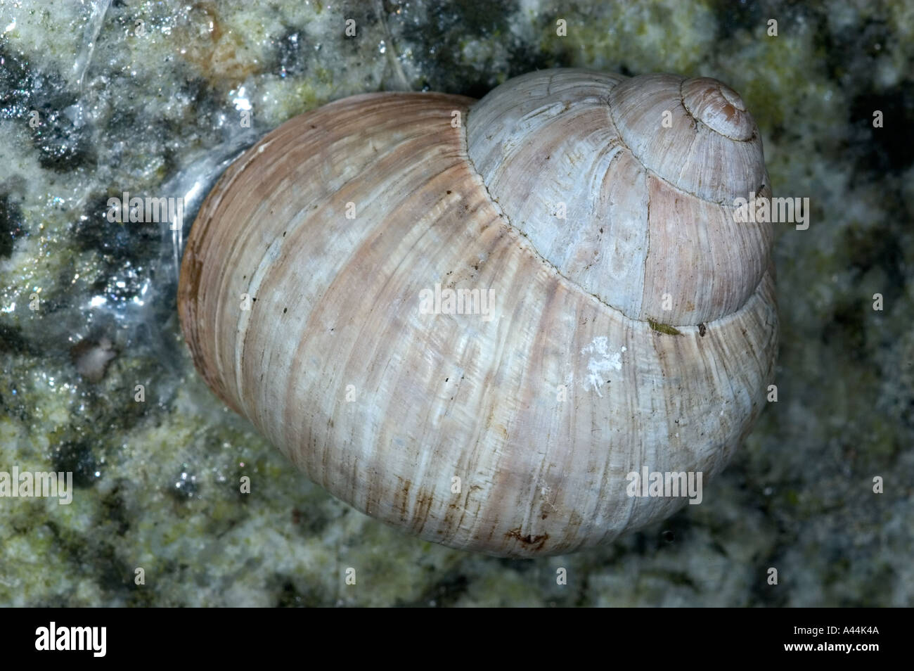 Helicidae helix aspersa hi-res stock photography and images - Alamy
