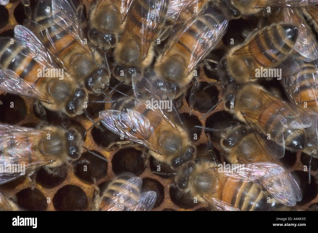 honey bee in hive doing waggle dance communication Stock Photo - Alamy