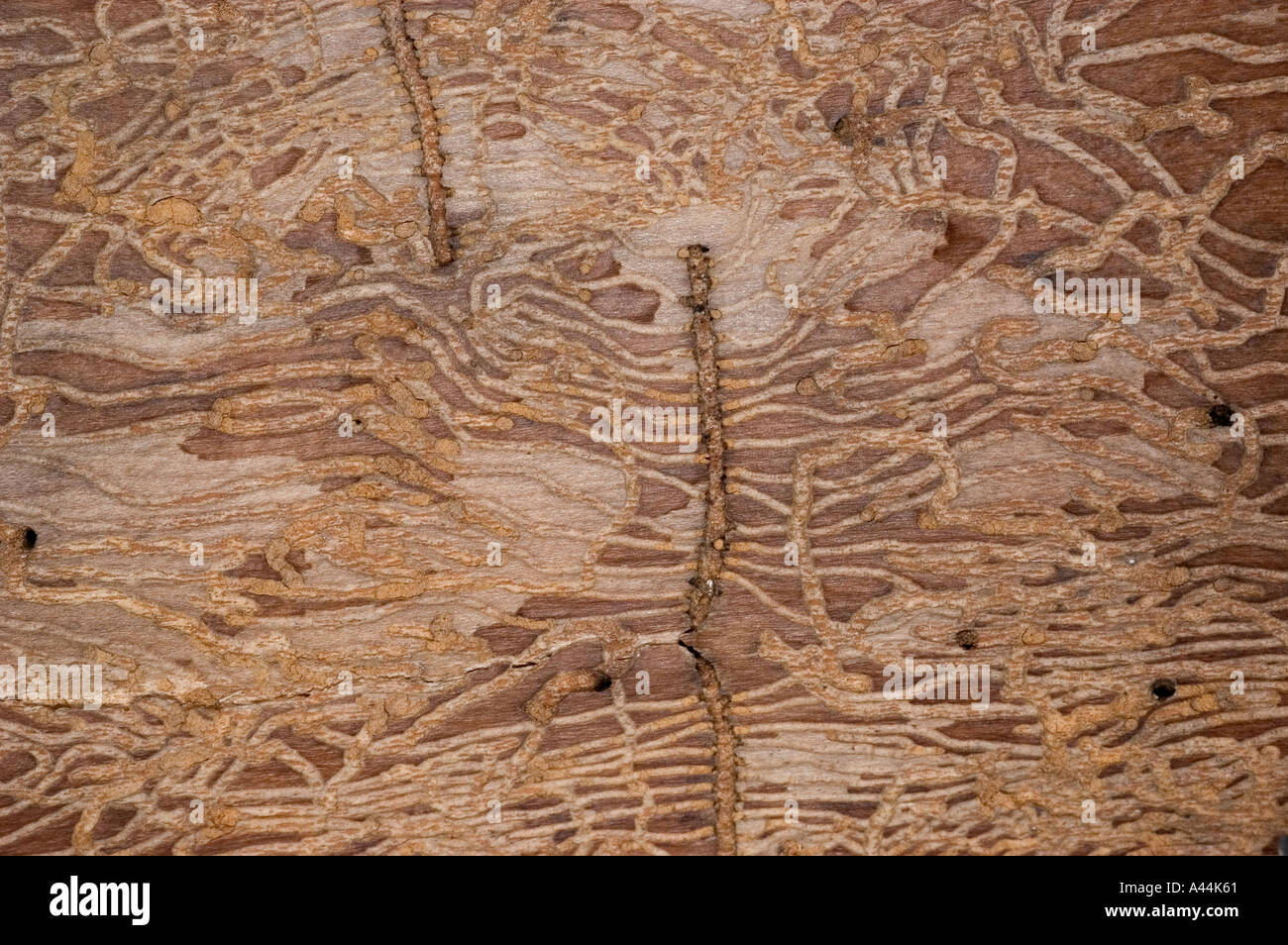 bark beetle galleries bored in wood Stock Photo - Alamy