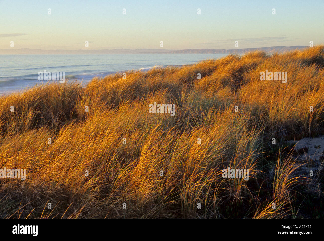 Point reyes national seashores hi-res stock photography and images - Alamy