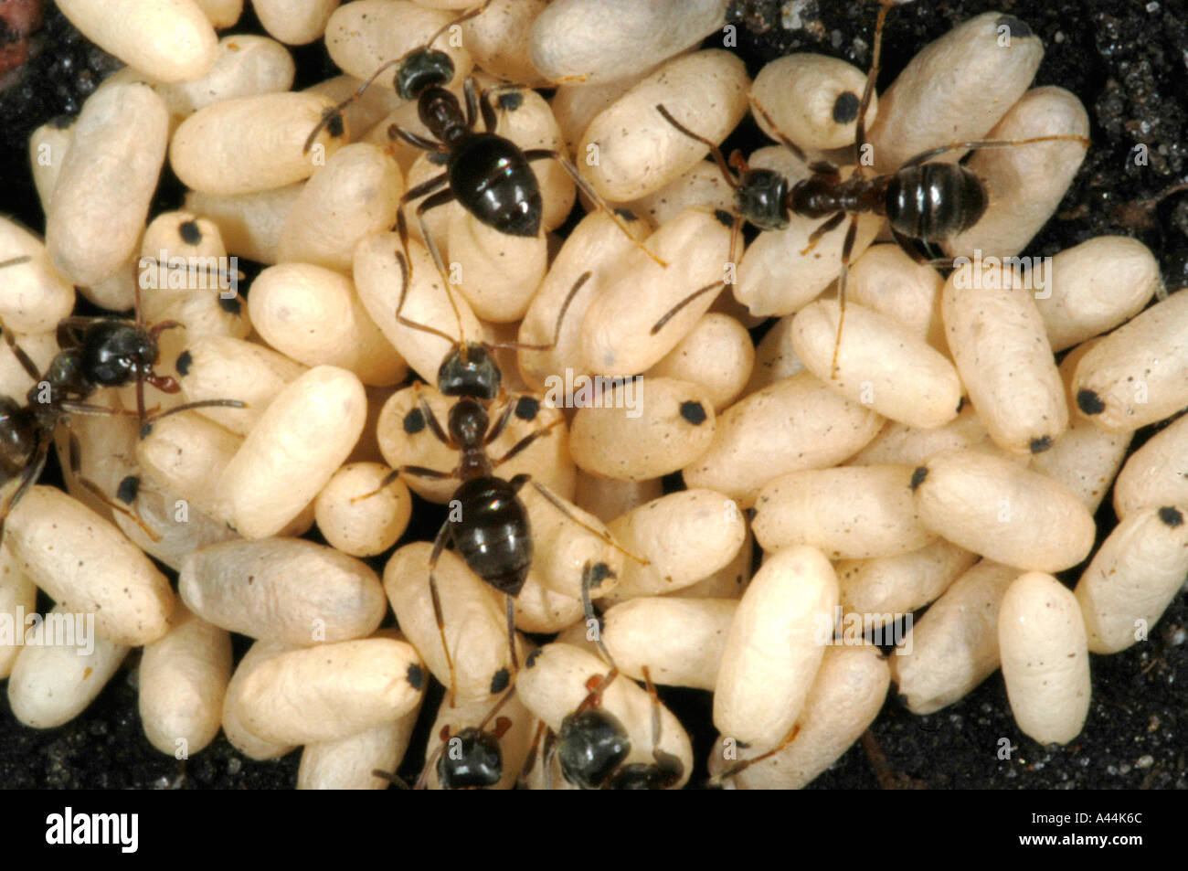 Ant development hi-res stock photography and images - Alamy
