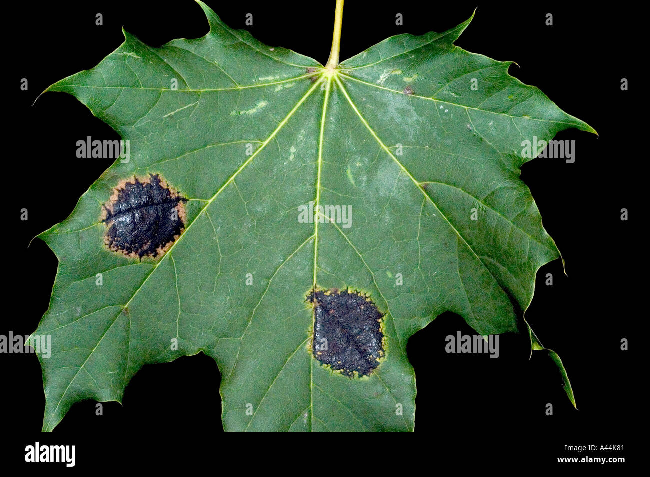 Rhytisma acerinum maple tar spot disease Stock Photo - Alamy