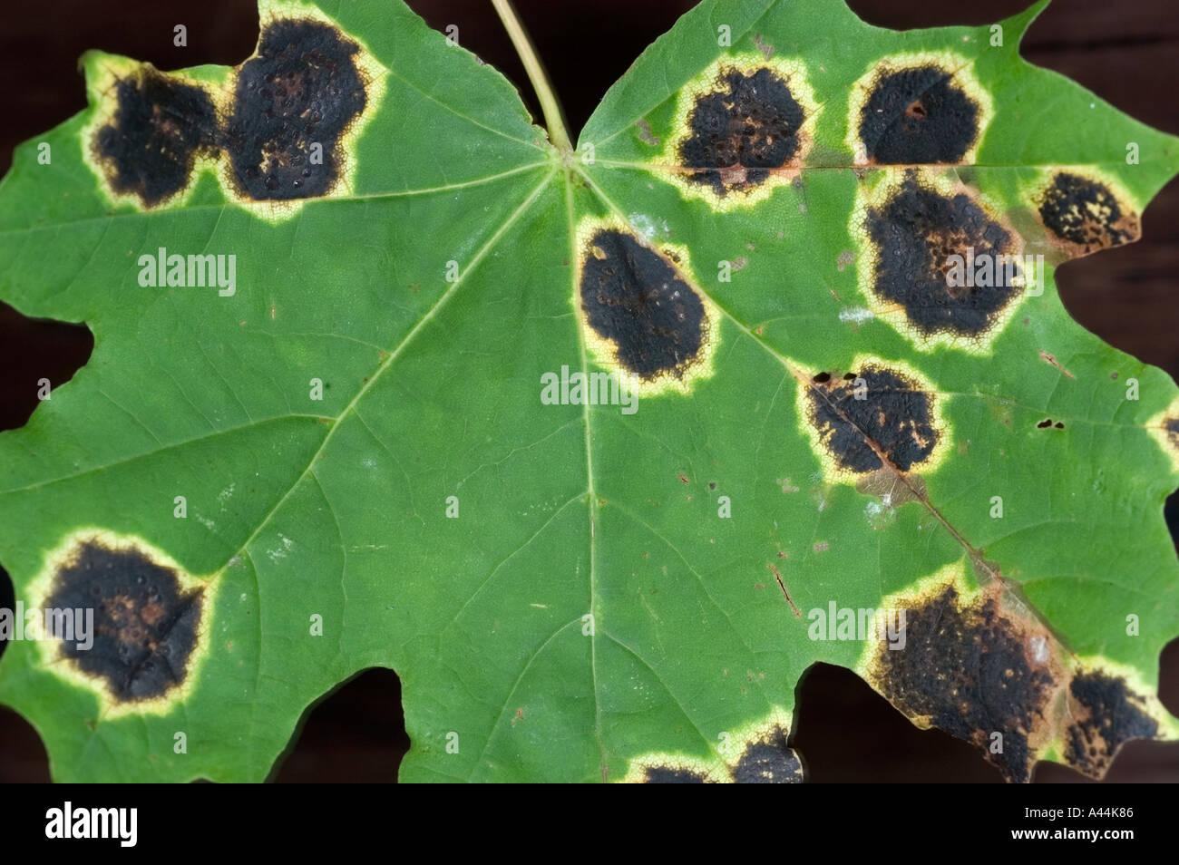 Rhytisma acerinum maple tar spot disease Stock Photo - Alamy