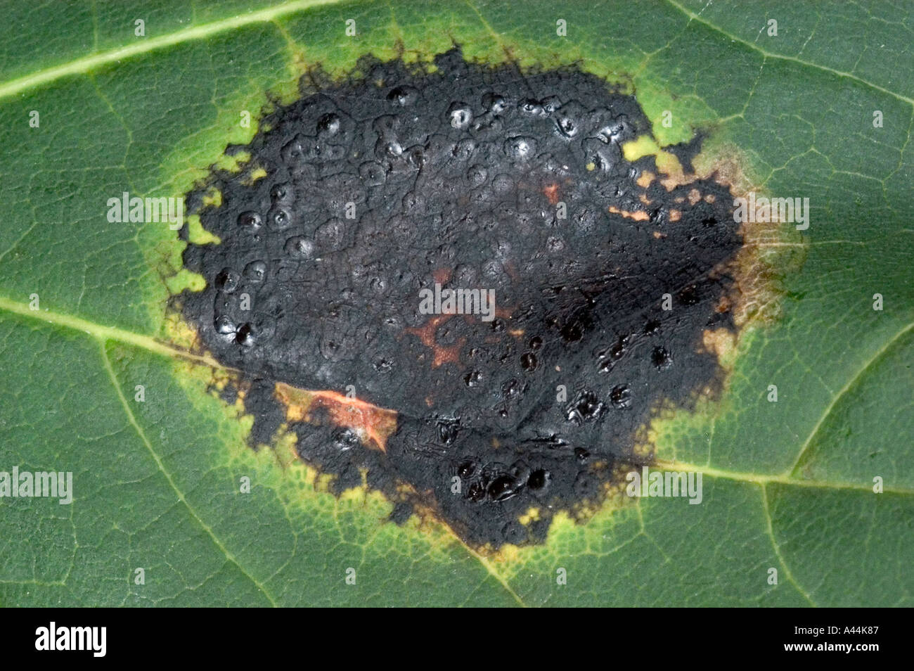 Rhytisma acerinum maple tar spot disease Stock Photo - Alamy