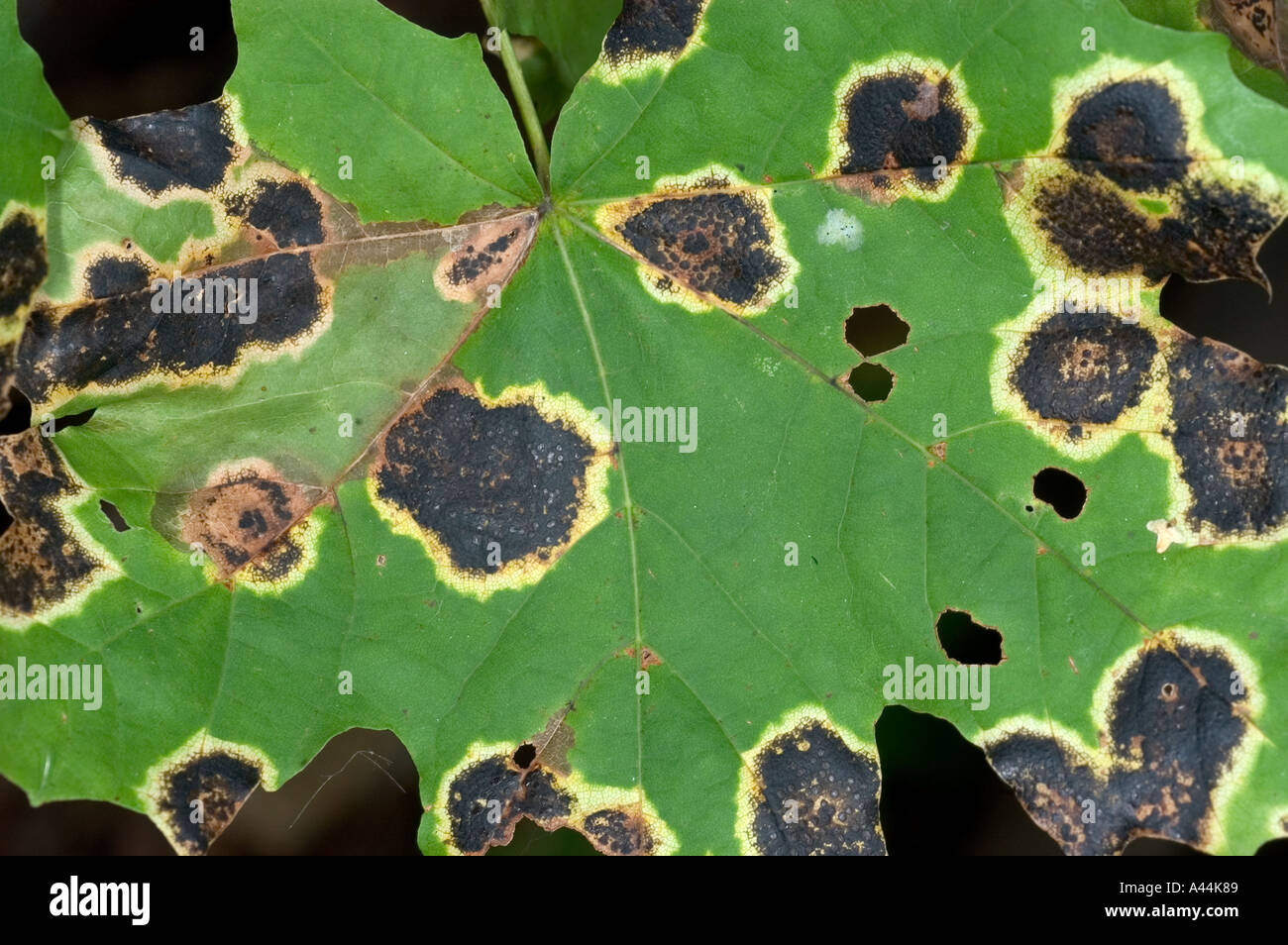 Rhytisma acerinum maple tar spot disease Stock Photo - Alamy