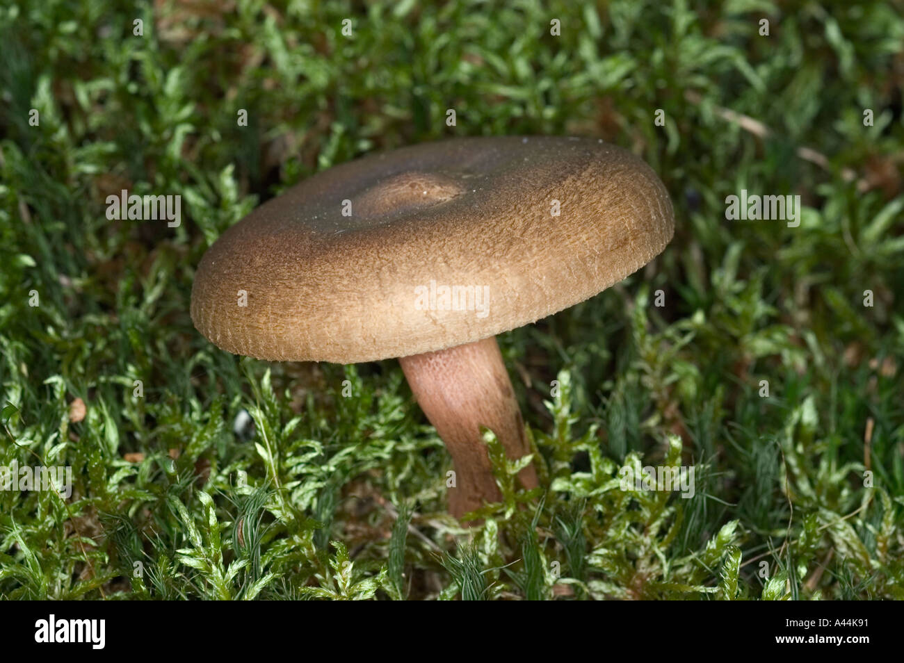 poisonous Paxillus mushroom Stock Photo - Alamy