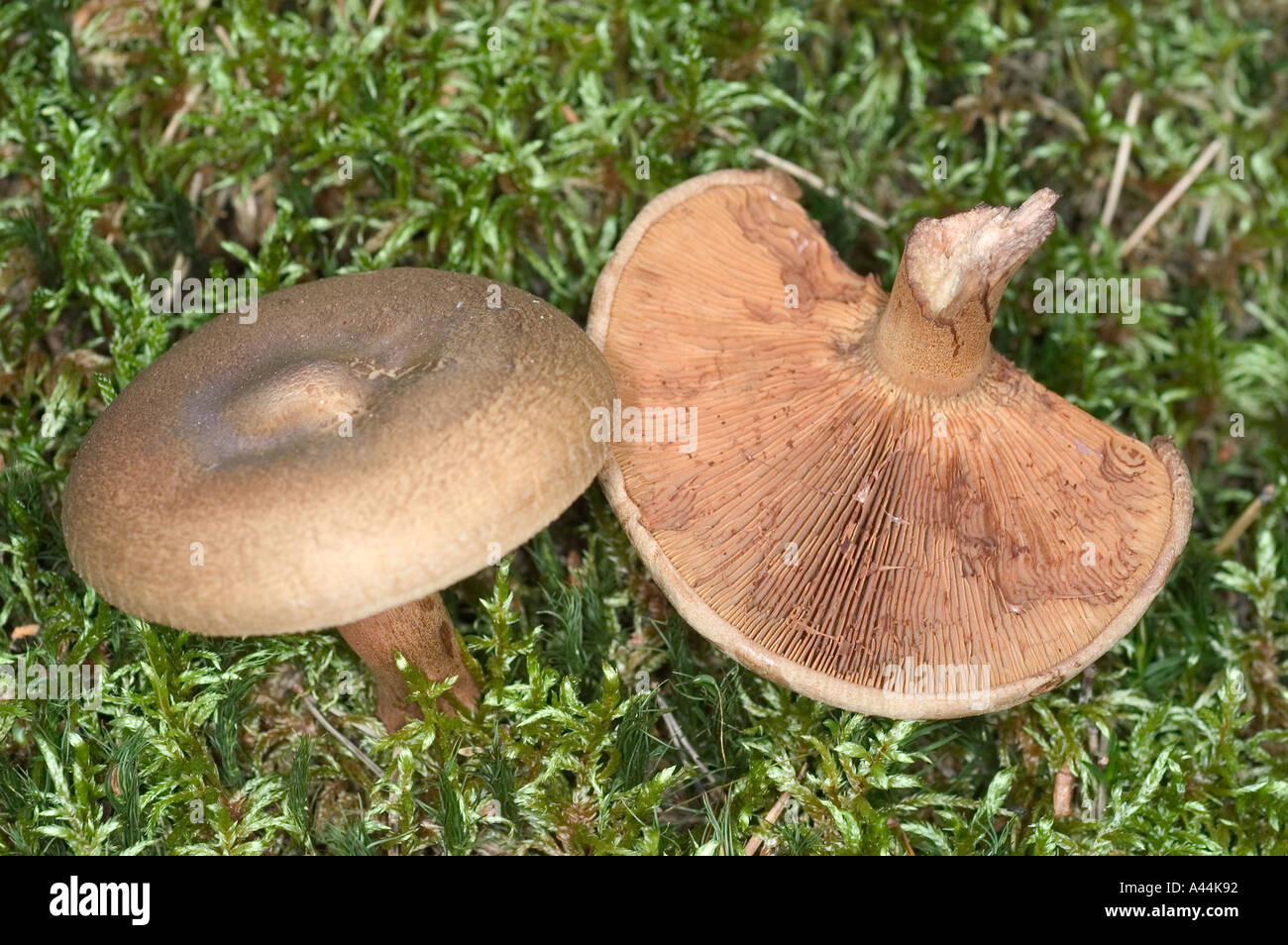 poisonous Paxillus mushroom Stock Photo - Alamy