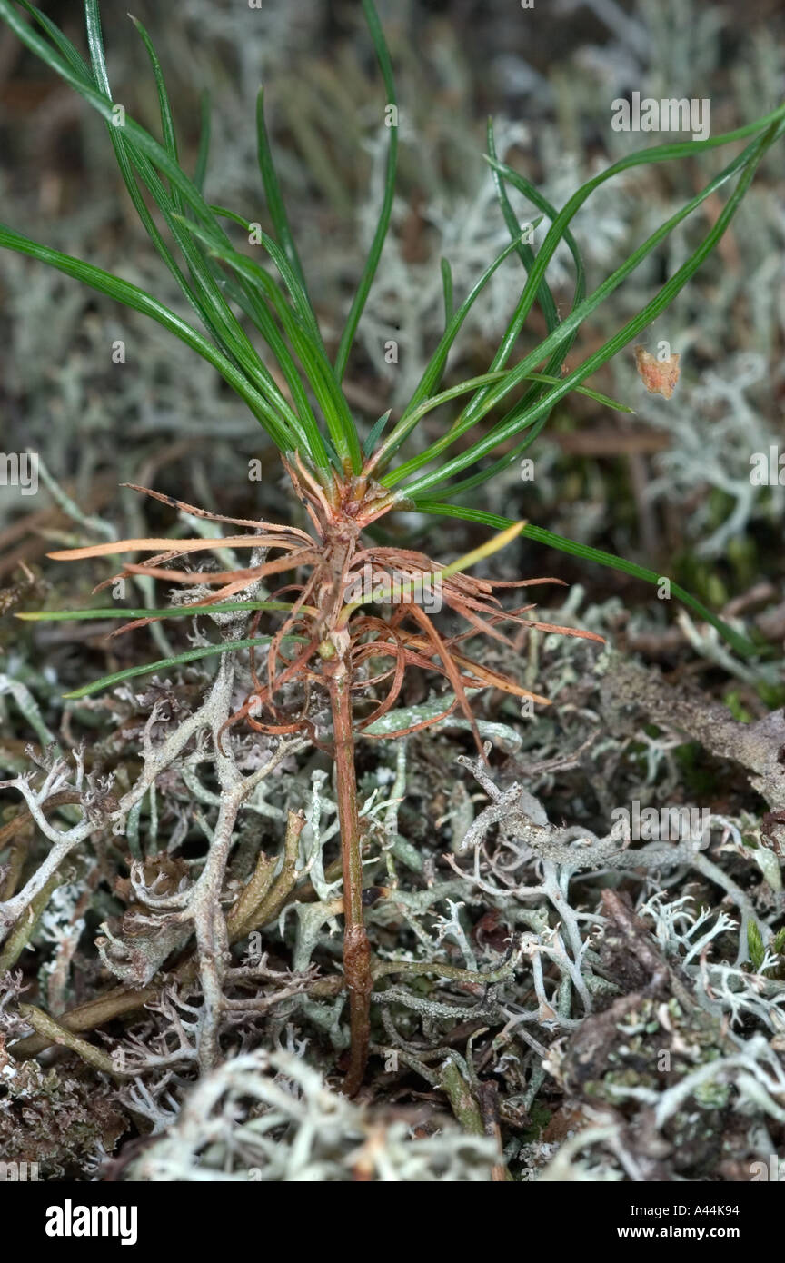 growing pine seedling Stock Photo - Alamy