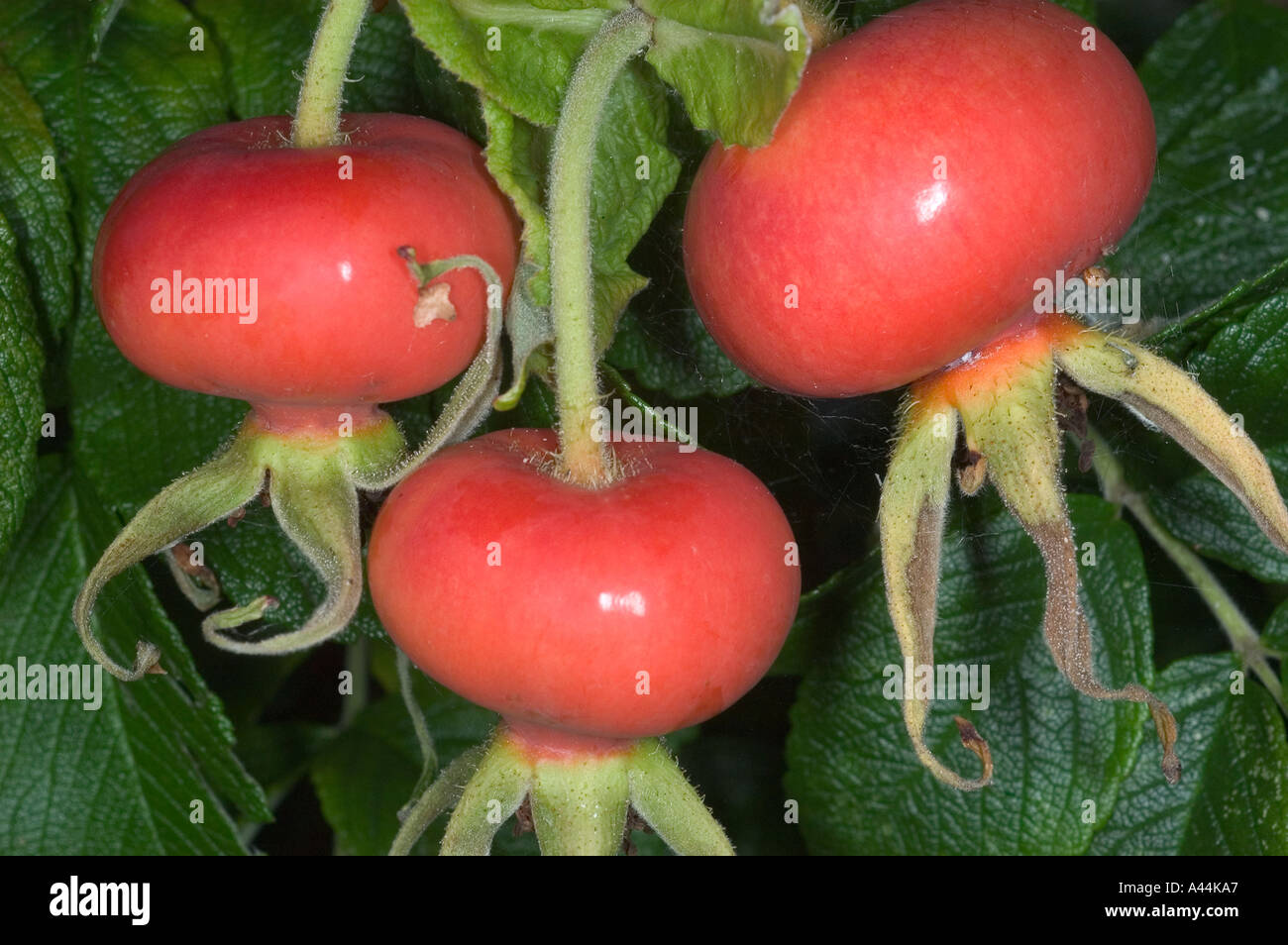 blighted brown rot fungus on apple fruit Sweden Stock Photo - Alamy