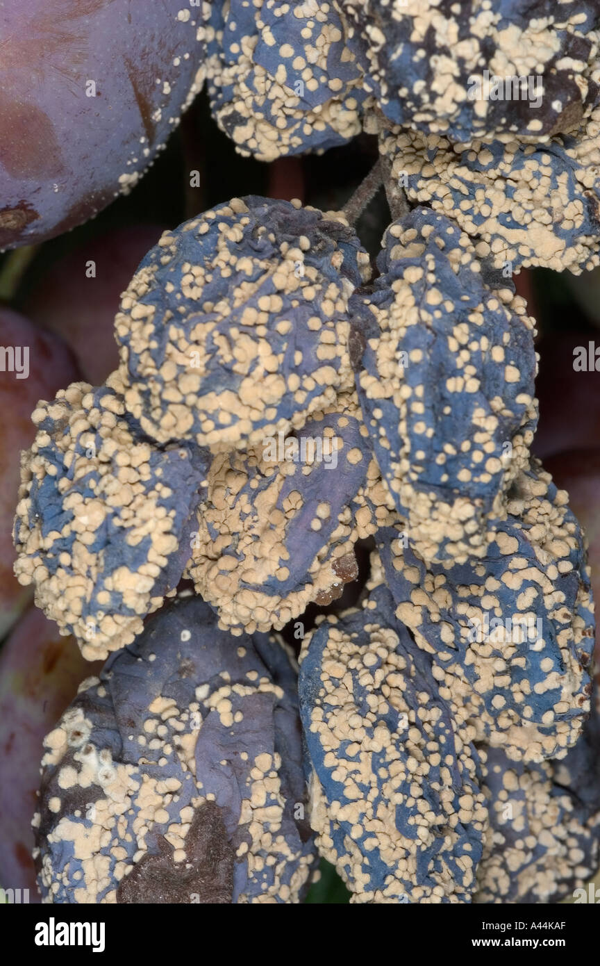 Plum Tree Disease Stock Photos & Plum Tree Disease Stock Images - Alamy