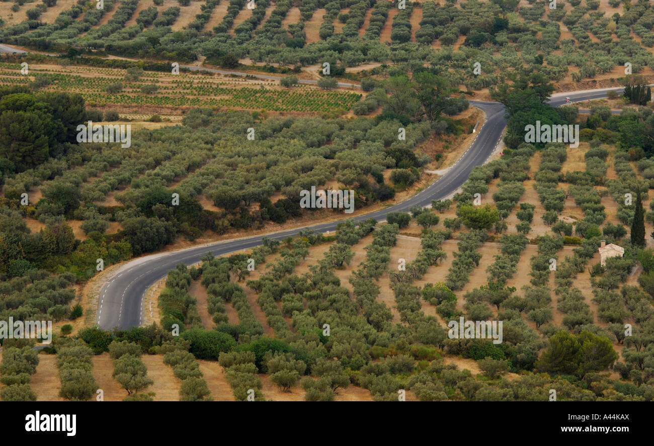 Road winding through olive trees in Provence, France Stock Photo - Alamy