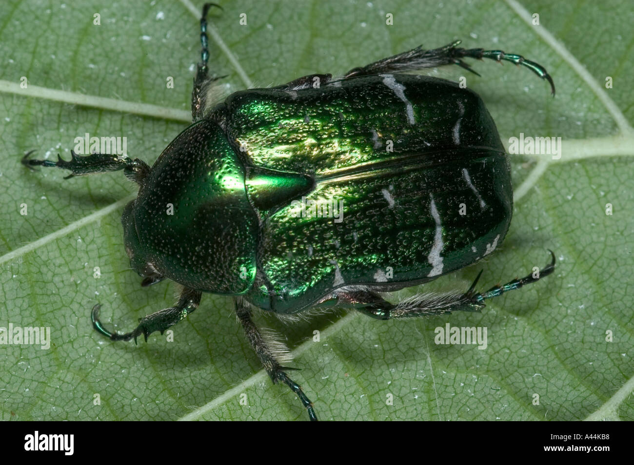 Brightly coloured colored beetle hi-res stock photography and images ...
