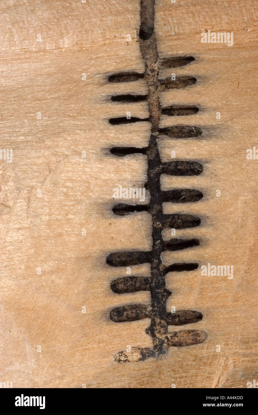 Borings Stock Photos & Borings Stock Images - Alamy