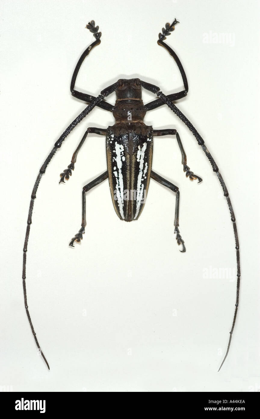 Batocera wallacei beetle male Stock Photo - Alamy