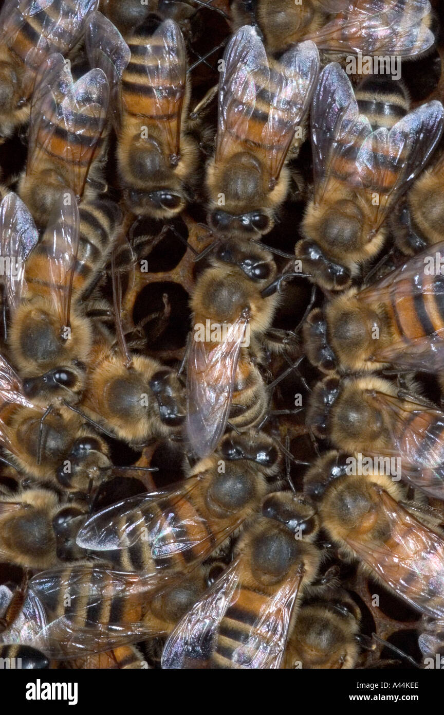 Waggle dance bees hi-res stock photography and images - Alamy